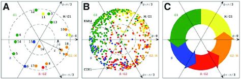 Reconstructed Yeast Rna Expression In The Gsvd Common Cell Cycle