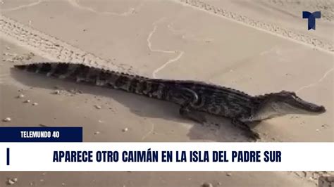 Aparecen Más Caimanes En La Isla Del Padre Sur Youtube