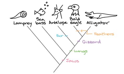 Phylogenetic Trees Explained With Examples Edrawmax