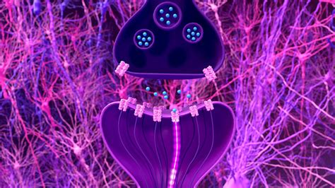 Sinaps Dan Neuron Transmisi Sinyal Saraf Antara Dua Neuron Dengan Akson