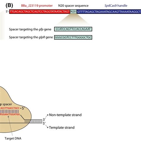 A Single‐plasmid‐based Crispri System In Pseudomonas Putida Kt2440 A