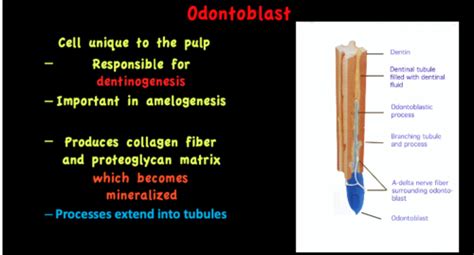 3 Pulp Histology Flashcards Quizlet