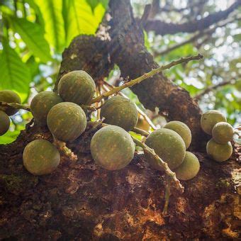 Mudah, Cara Menanam Pohon Duku agar Cepat Berbuah