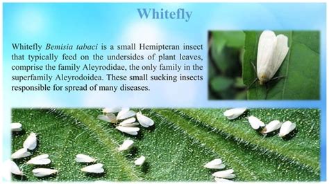 Insect Vector Of Plant Viral Diseases Pptx