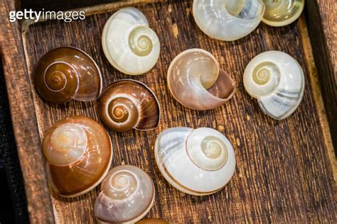 Shell Collection Shells In Various Colors 이미지 2165959795 게티이미지뱅크 Shell Collection Shells In Various Colors 이미지 2165959795 게티이미지뱅크