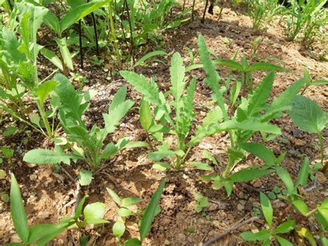 꽃양귀비 개양귀비 키우기 씨앗 파종시기 파종방법 꽃말 네이버 블로그