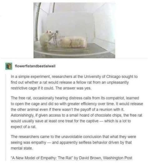 Experiment Memes Example Making This Meme Was An Attemptation