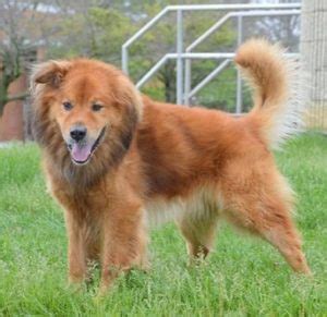 List Of Popular Chow Chow Mixes With Pictures