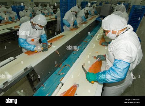 Salmon Processing Plant Marine Harvest Company Puerto Montt Chile