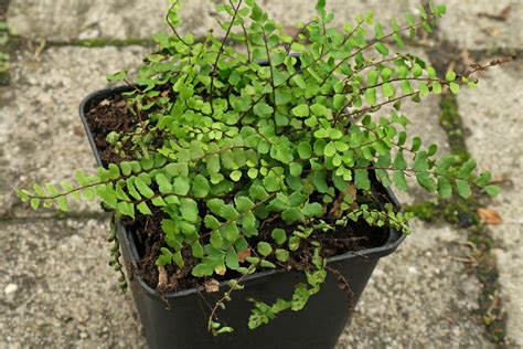 Asplenium Trichomanes