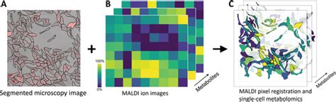 Multimodal Integration Workflow Of Spacem A Cell Segmentation In