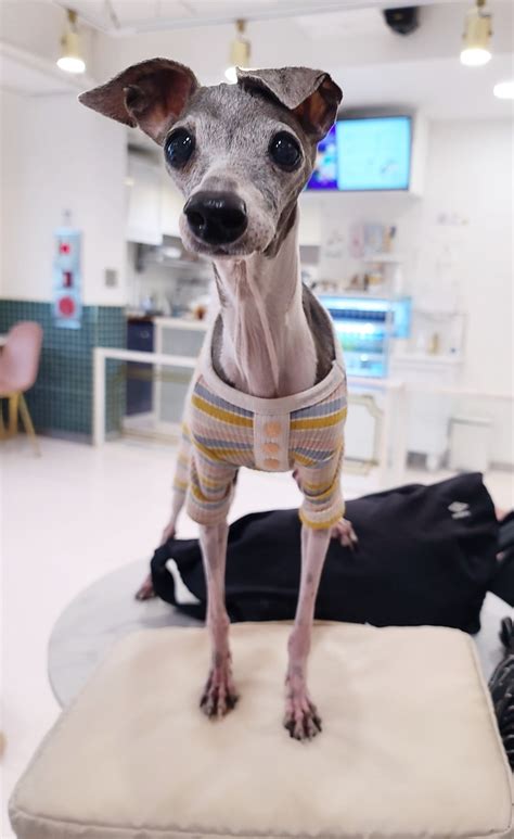 이탈리안그레이하운드 이랑이 강아지 책임무료분양 ♥ 강아지파양 고양이파양 유기견무료분양입양 아이조아요양보호소