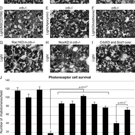 Crb Controls Ros Production Through The Inhibition Of Rac1 And Nadph