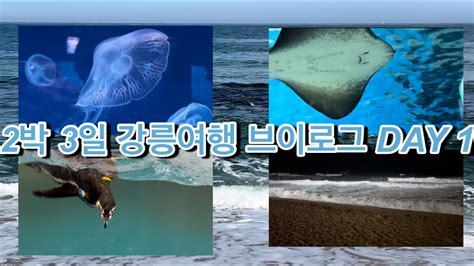 Vlog 🌊지각과 함께하는 공짜짐칸 럭키겟 또 2박3일 강릉여행 Ep 1🌊 강문해변 경포호 경포아쿠아리움 강릉중앙