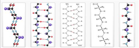 Solved Classify Each Peptide Chain As Part Of A Parallel β