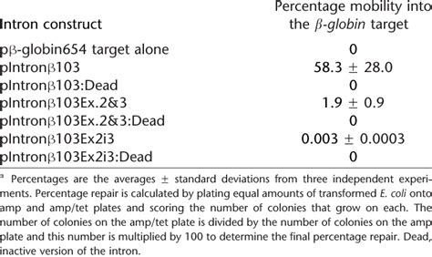 Efficiency Of B Globin Gene Repair Following Transformation Of E Coli