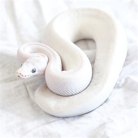 Female Blue Eyed Leucistic Ball Python Our Blue Eyed Leucistic Ball