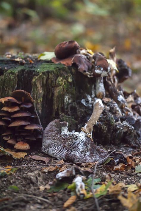 Mg 0370 Julja Hol Flickr