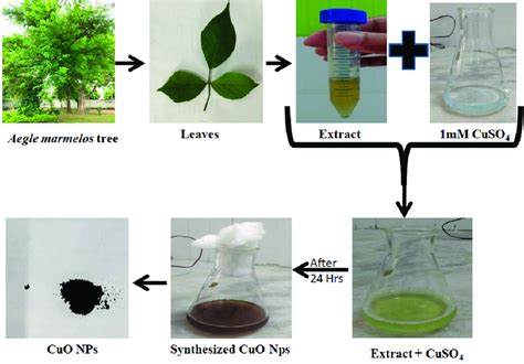 Schematic Illustration Of Synthesis Of Copper Oxide Nanoparticles Download Scientific Diagram