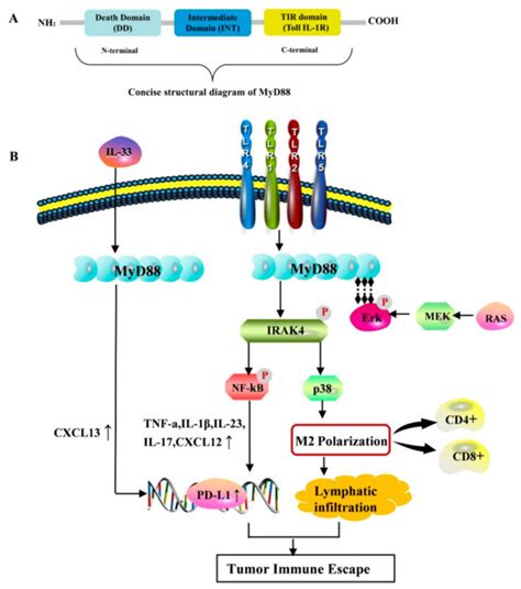 Biomolecules Free Full Text Myd88 And Its Inhibitors In Cancer