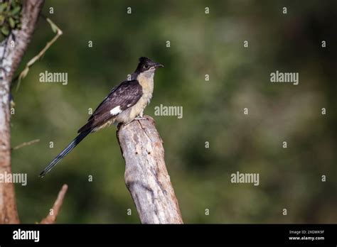 Pied Cuckoo Standing On A Log Isolated In Blur Background In Kruger
