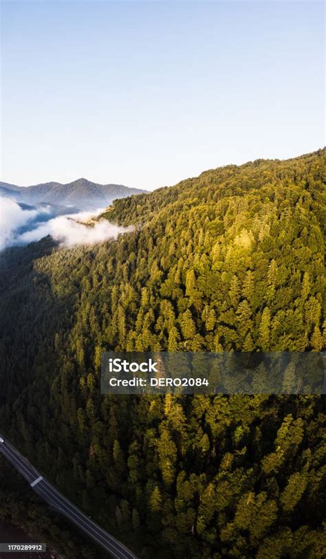 안개가 자욱한 산과 천엽수 숲 위의 공중 무인 항공기보기 수직 풍경입니다 아침 시간입니다 카르파티아인 우크라이나 0명에 대한