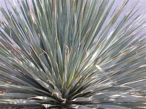 PLANTS FOR ARID CLIMATES 3 Flashcards Quizlet