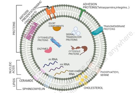 Schematic Representation Of Exosomal Nanoparticles A Higher