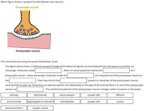 SOLVED Below Figure Shows Synapse Formed Between Two Neurons Presynaptic Neuron Postsynaptic