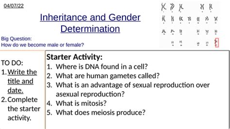 Gcse Biology Inheritance Gender Determination And Genetic Cross Diagrams Complete Lesson