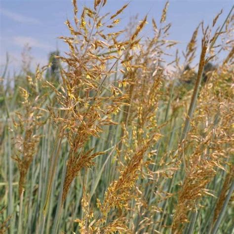 Indiangrass Sorghastrum Nutans Almanac Planting Co