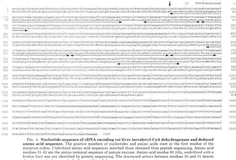 Figure 4 From Molecular Cloning And Nucleotide Sequence Of Cdnas