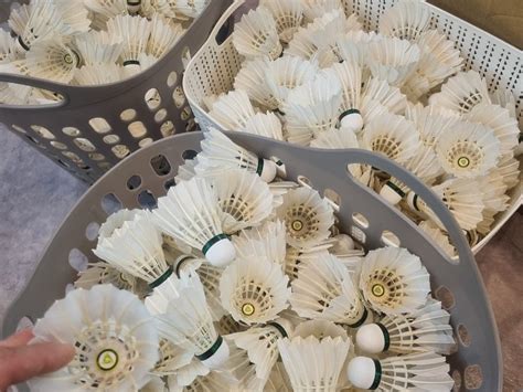 강서어린이스포츠 Yws 학원 배드민턴 🏸 셔틀콕 라켓 교체 하기 어제 선생님들과 지난주 구매한 셔틀콕 600개와 하얀색 배드민턴 라켓 20개를 모두 교체 하였습니다