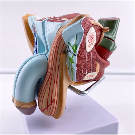Gemcore Human Body Model Anatomy Reproductive System Male India Ubuy