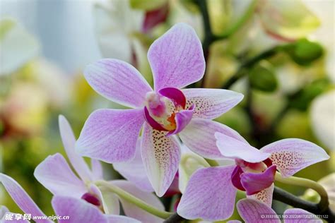 兰花摄影图 花草 生物世界 摄影图库 昵图网