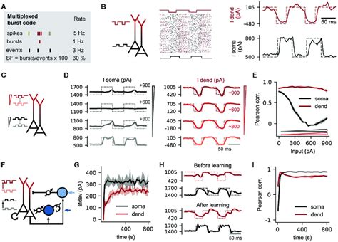Inhibitory Plasticity Self Organises A Multiplexed Burst Code A Download Scientific Diagram