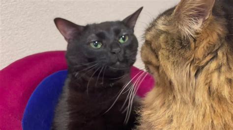what is the black cat zoning out meme the viral cat video and tiktok