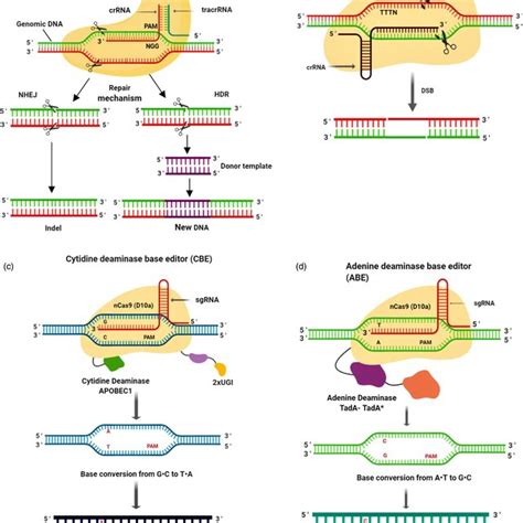 Latest Classification Of Crispr‐cas Systems Generally Crispr‐cas Download Scientific Diagram