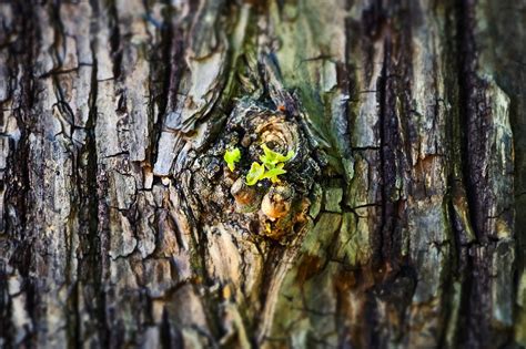 Tree Bark Log Nature Structure Free Image From Tree Bark Log Nature Structure Free Image From