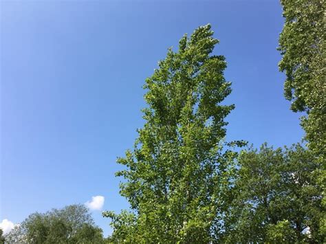 Poplar Lombardy Exeter Trees And Shrubs