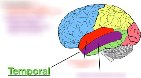 Temporal Diagram Quizlet