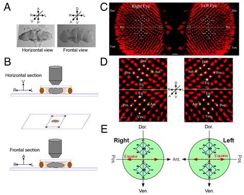 Video Analyzing Dendritic Morphology In Columns And Layers