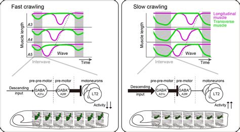 figures and data in synchronous multi segmental activity between