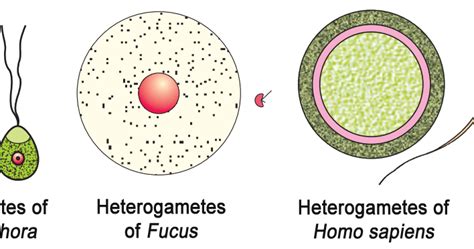 Welcome To The Living World Reproduction In Organisms Notes Class Part Events In