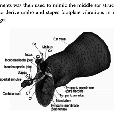 Finite Element Fe Model Of Human Left Ear Including The Tm Three
