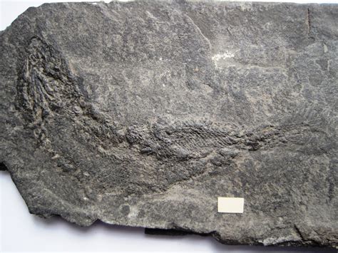 12 Questions With Answers In Permian Period Science Topic