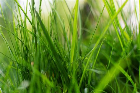 Premium Photo Fresh Thick Grass Background In The Early Morning