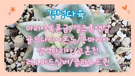 12월7일수요일금다육은 경성에서~ 마리아 골드 설백 레오파드실버 Youtube