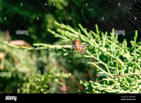 the patient hunter spider on its web nature s geometry spider web