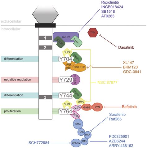 Inhibitors Of Signaling Pathways Downstream Of G Csfr Schematic Download Scientific Diagram
